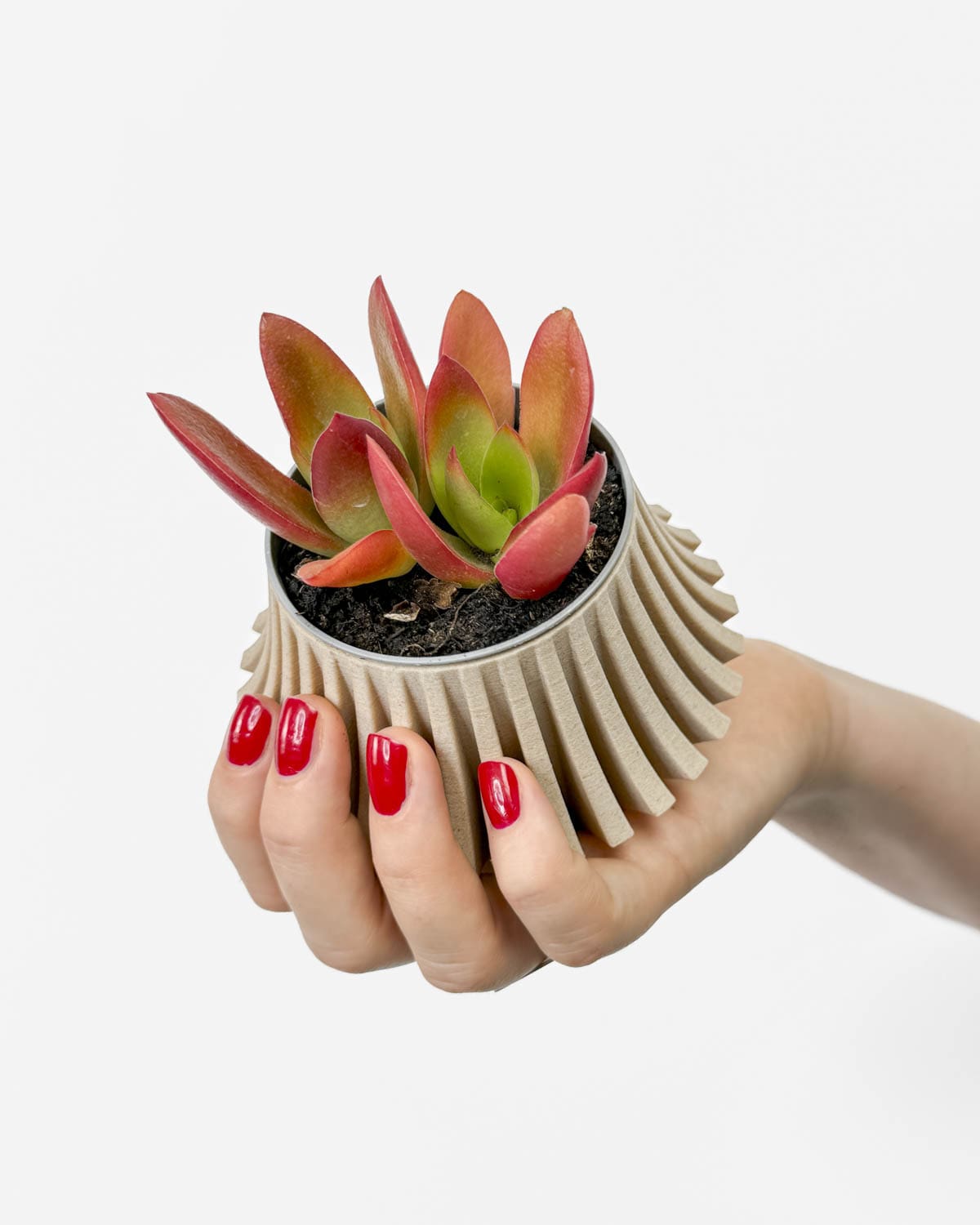Krasula 'Campfire' (Crassula capitella) (XS) - Džungla Plants