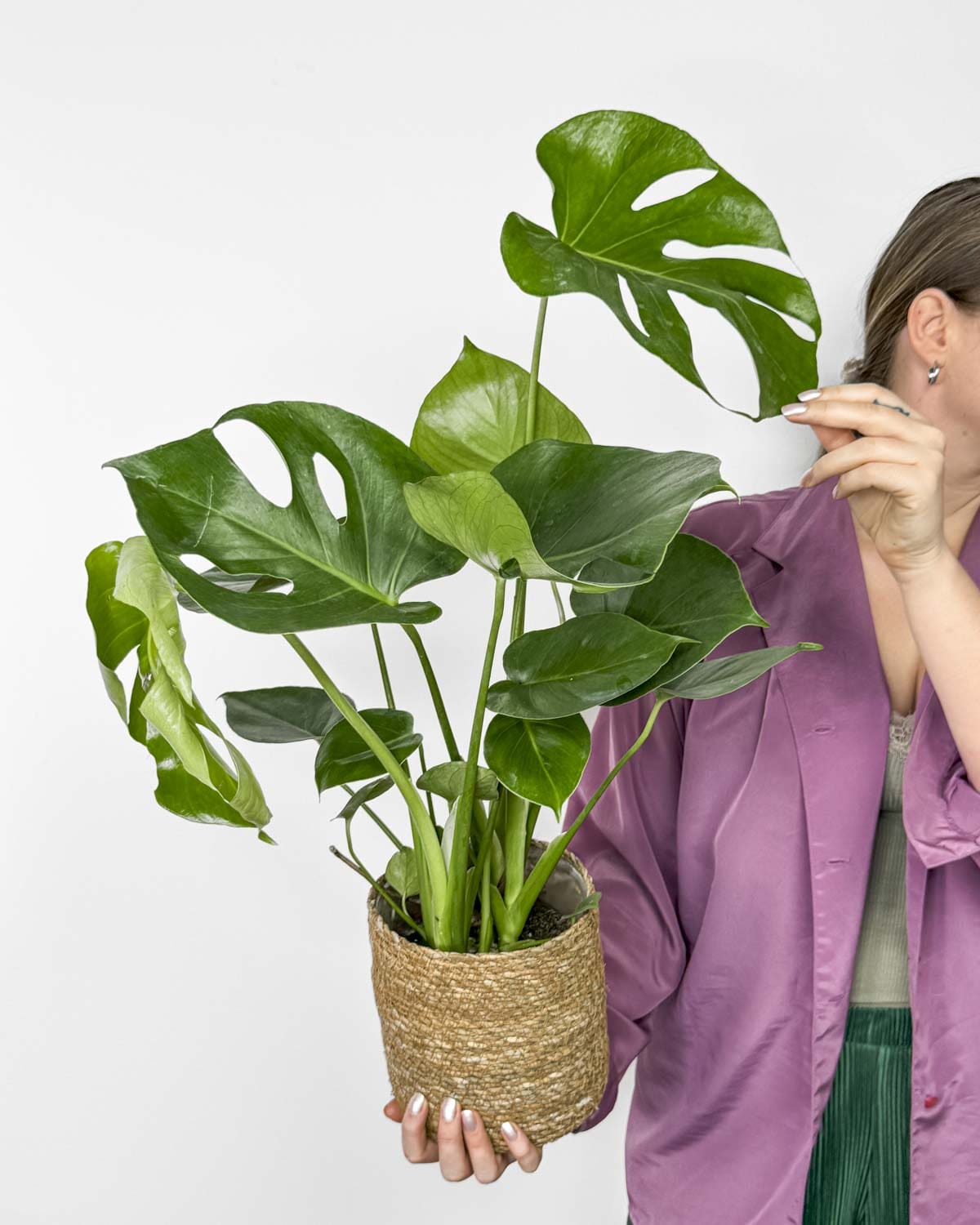 Monstera deliciosa (Monstera) (L) - Džungla Plants