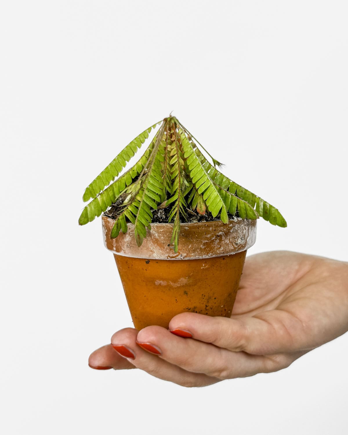 Little tree plant (Biophytum sensitivum) 'SPASI ME' (S) - Džungla Plants