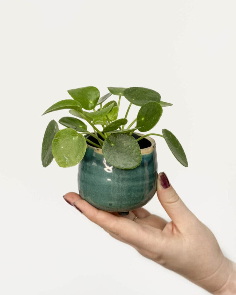 Bršljan 'Pittsburgh' (Hedera helix) (L) - Džungla Plants