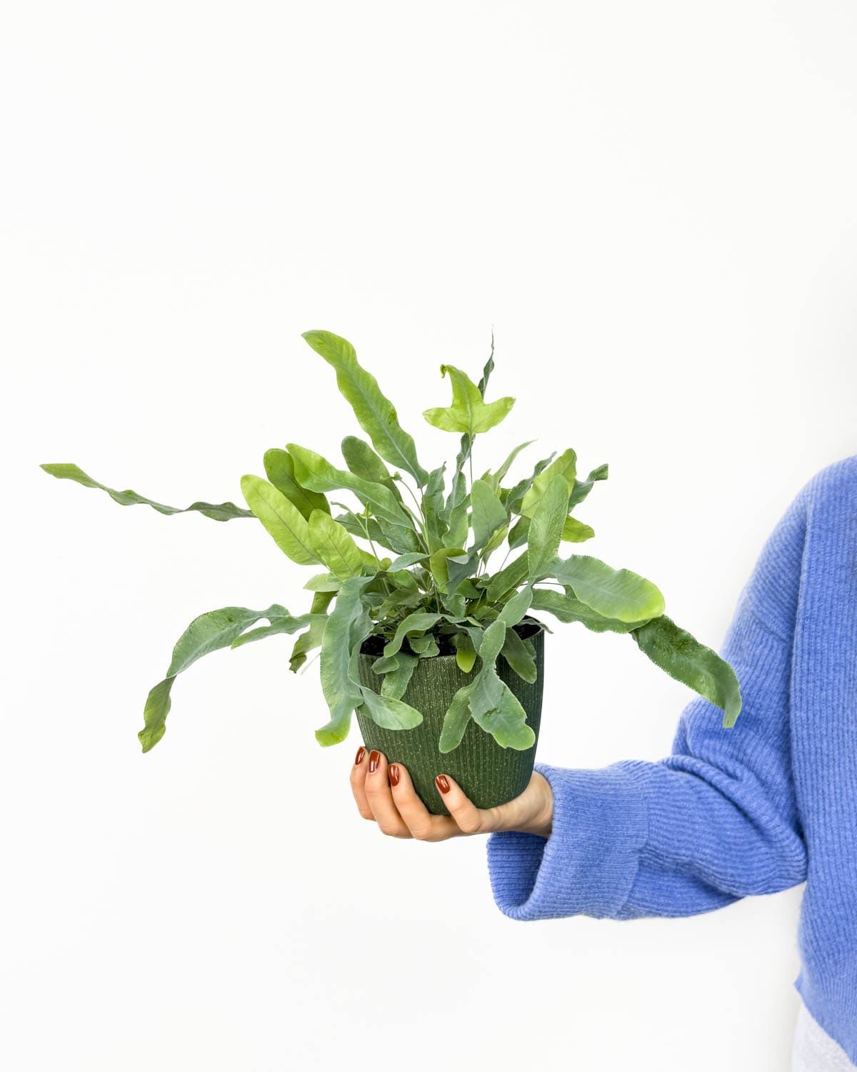 Paprat 'Blue Star' (Phlebodium aureum) (M) - Džungla Plants