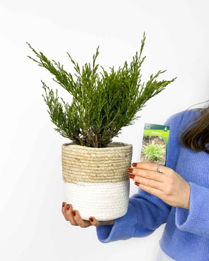 Cvijeće i biljke za grobove: Kako odabrati prave? - Džungla Plants