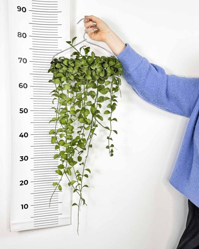 String of nickels na vješalici (Dischidia nummularia) - Džungla Plants