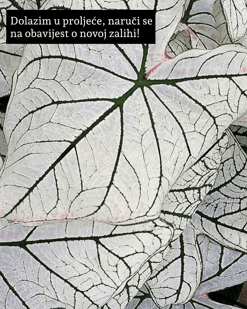 Kaladij 'Candidum Senior' (Caladium) (jumbo gomolj) - Džungla Plants