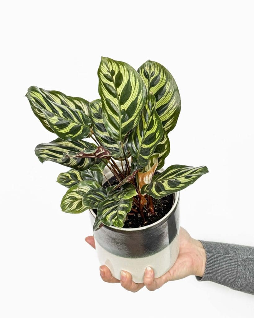 String of nickels na vješalici (Dischidia nummularia) - Džungla Plants