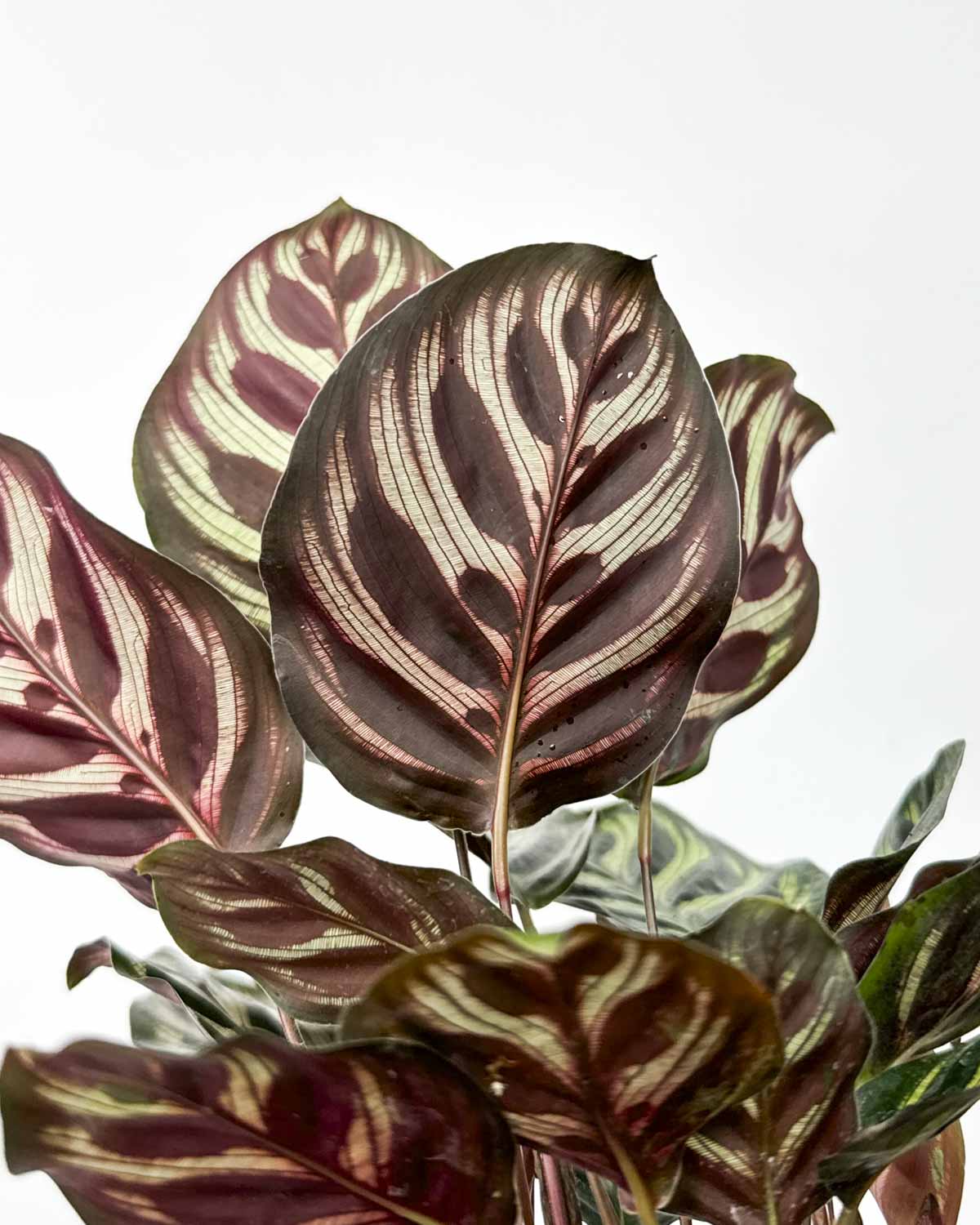 Kalateja makoyana (Calathea) (M) - Džungla Plants