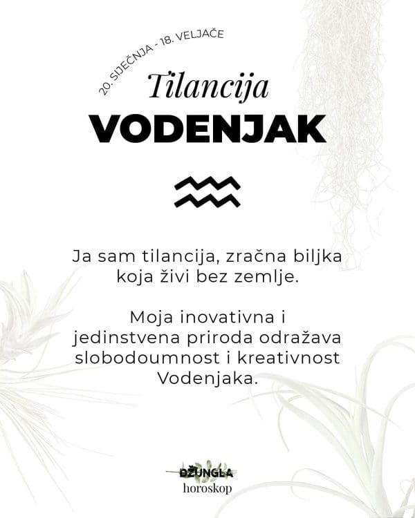 Poklon - Horoskop biljka: Vodenjak (Zračna biljka) - Džungla Plants