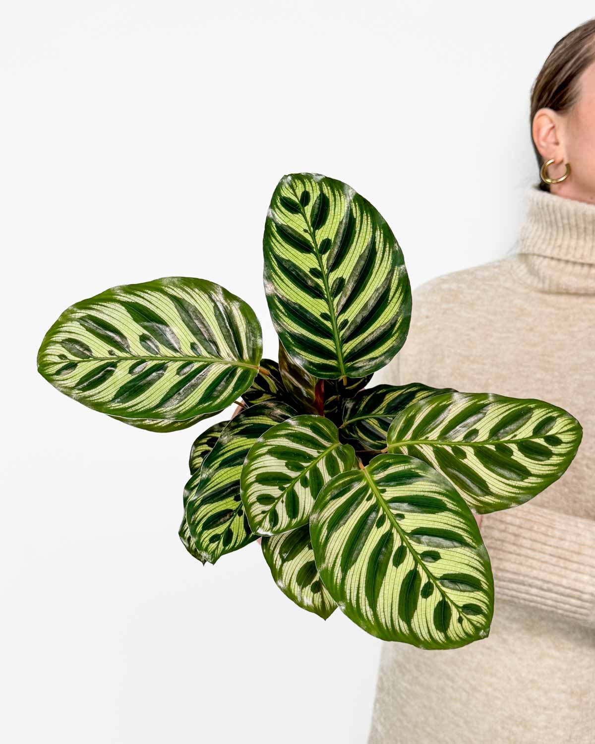 Kalateja makoyana (Calathea) (L) - Džungla Plants