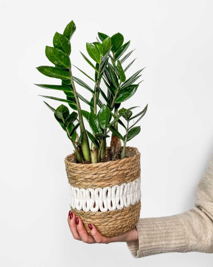 Zamija (Zamioculcas zamiifolia) (M) - Džungla Plants