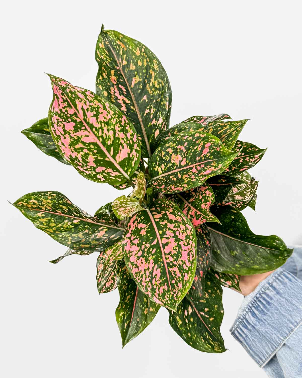 Aglaonema 'Pink Leopard' (Aglaonema) (M) - Džungla Plants