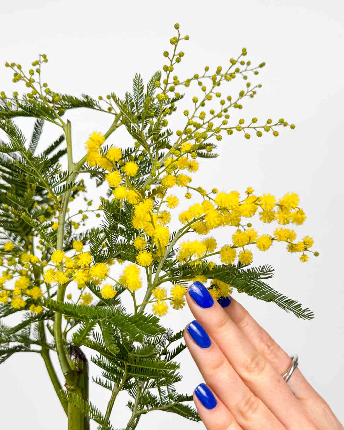 Žuta mimoza (Acacia dealbata) (M) - Džungla Plants