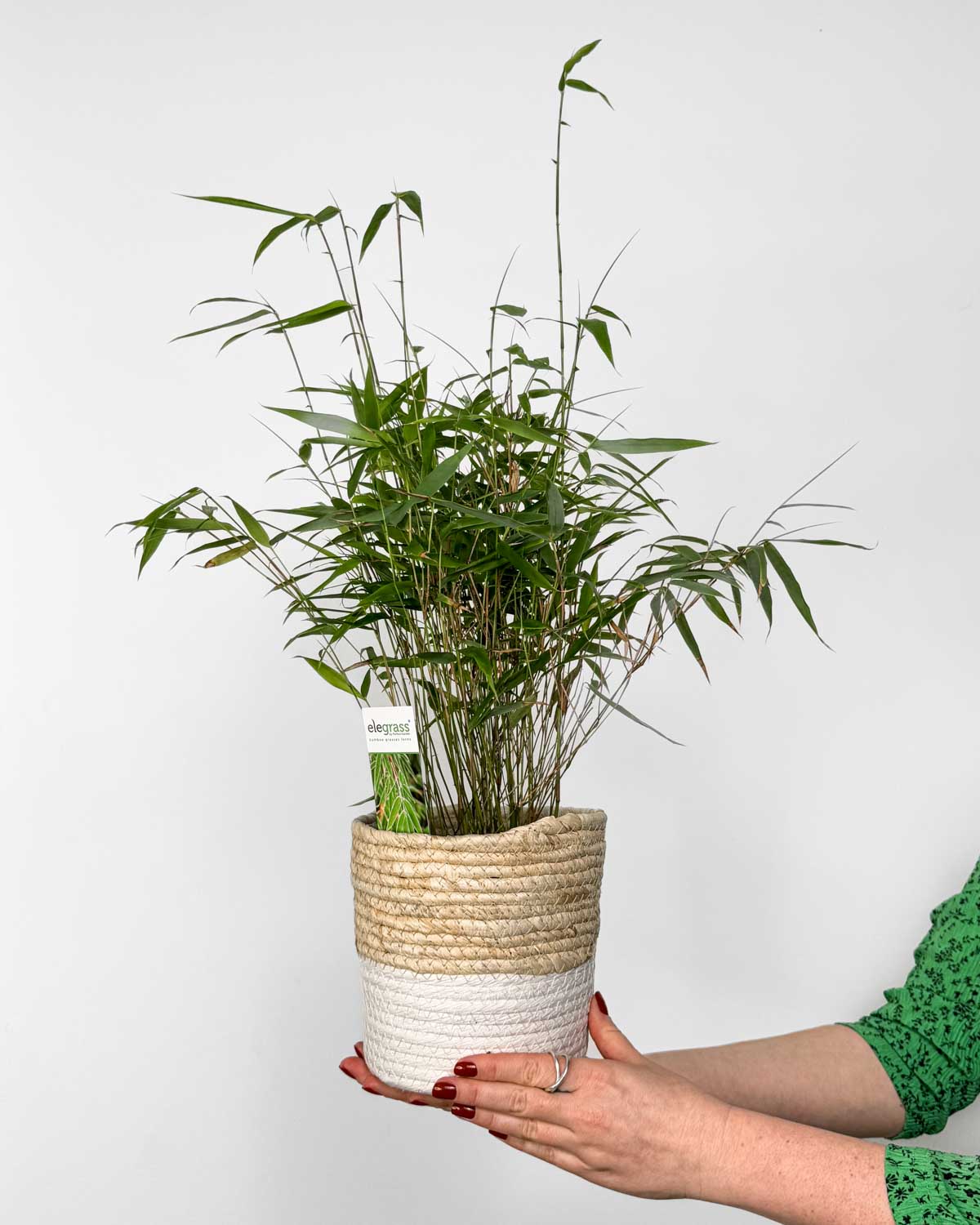 Bambus ‘Rufa’ (Fargesia murielae) (M) - Džungla Plants