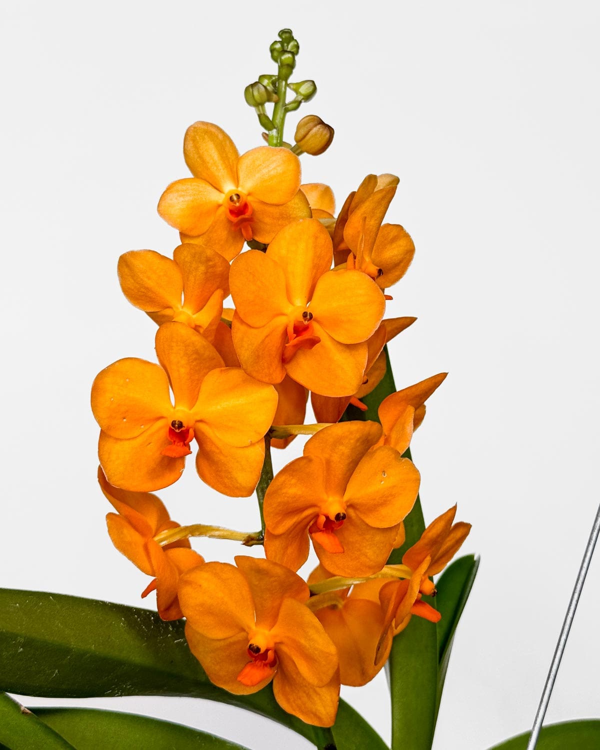 Orhideja Vanda - Narančasta - Džungla Plants