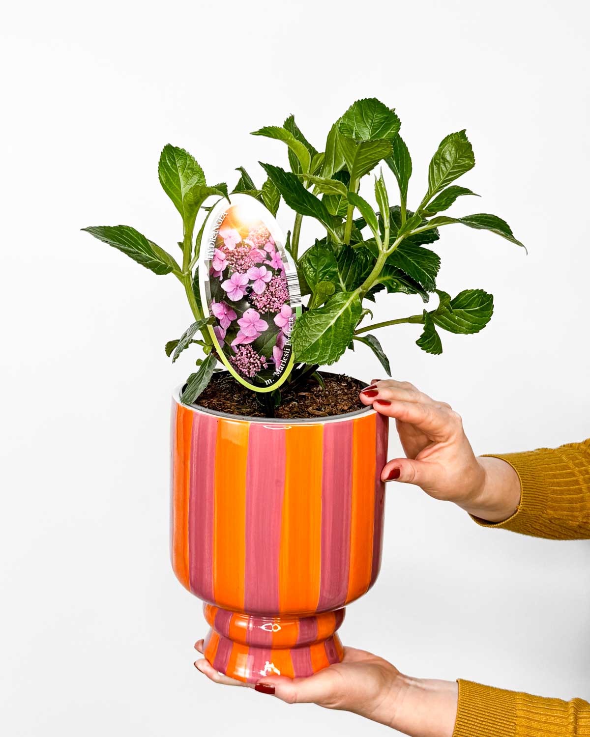 Hortenzija 'Mariesii Perfecta’ (Hydrangea macrophylla) (L) - Džungla Plants