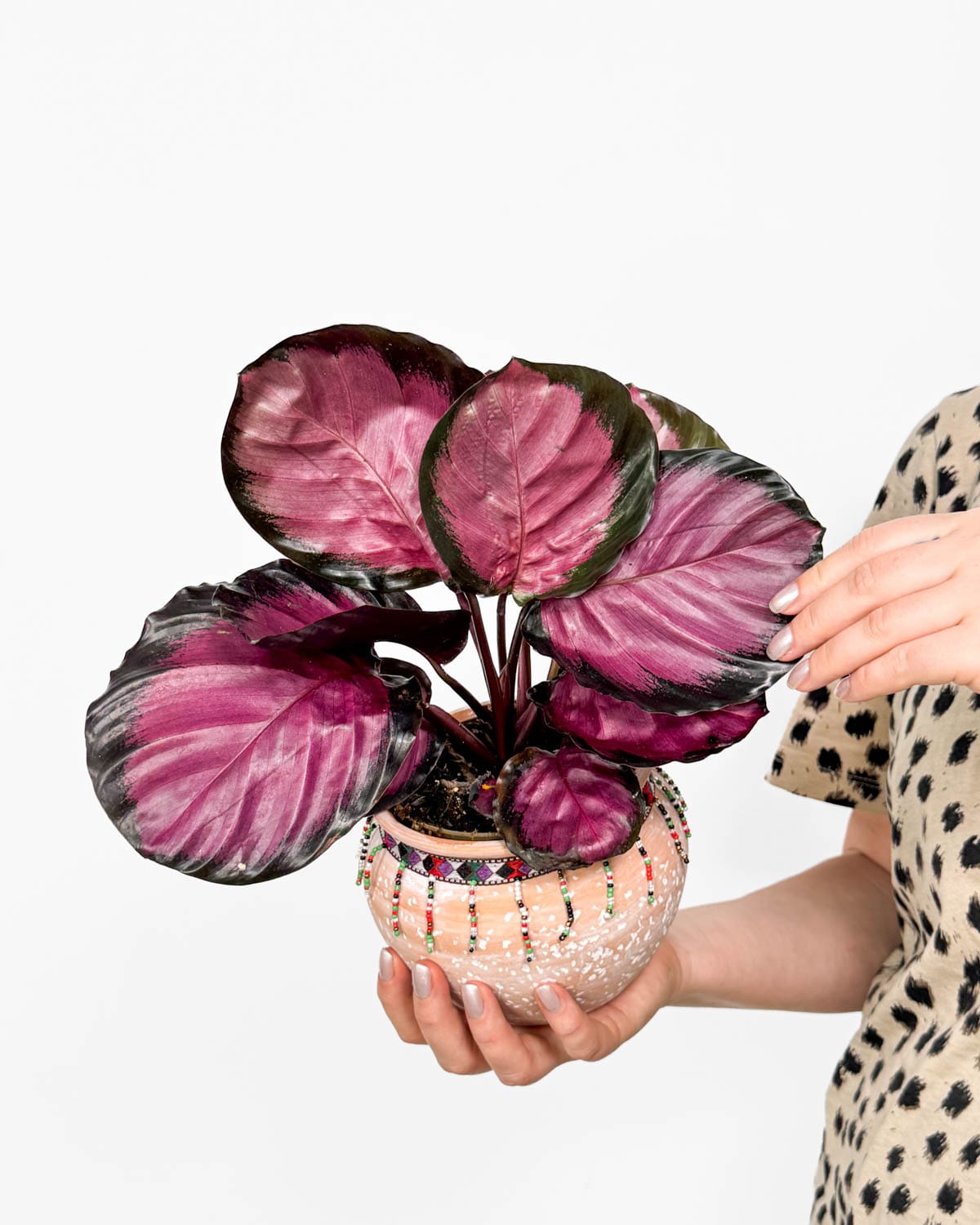 Kalateja 'Rosy' (Calathea roseopicta) (M) - Džungla Plants