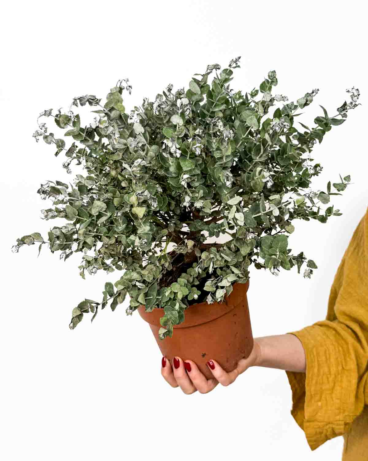 Eukaliptus - sitni listovi (Eucalyptus gunnii) (L) 'SPASI ME' - Džungla ...