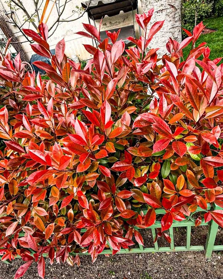 Crvena fotinija 'Magical Volcano' (Photinia fraseri) (XXL) - Džungla Plants