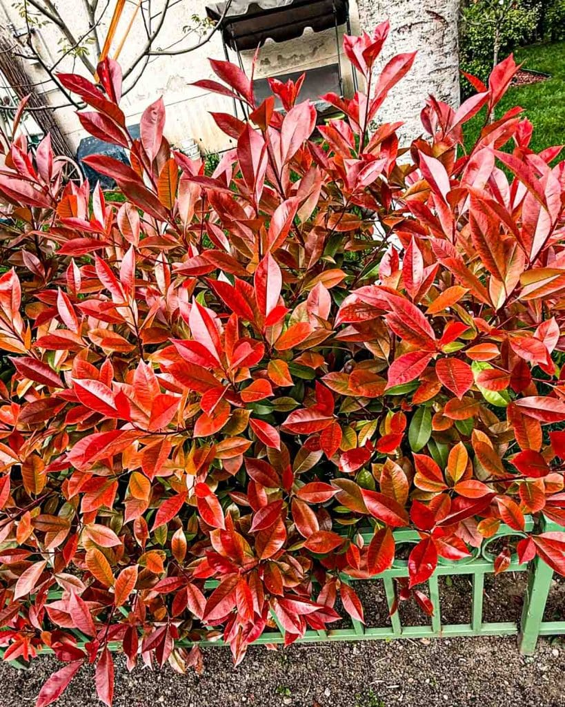 Crvena fotinija 'Magical Volcano' (Photinia fraseri) (XXL) - Džungla Plants