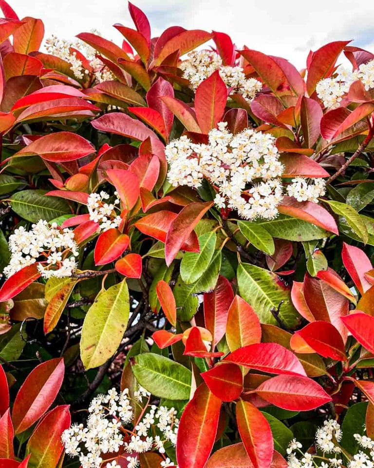 Crvena fotinija 'Magical Volcano' (Photinia fraseri) (XXL) - Džungla Plants