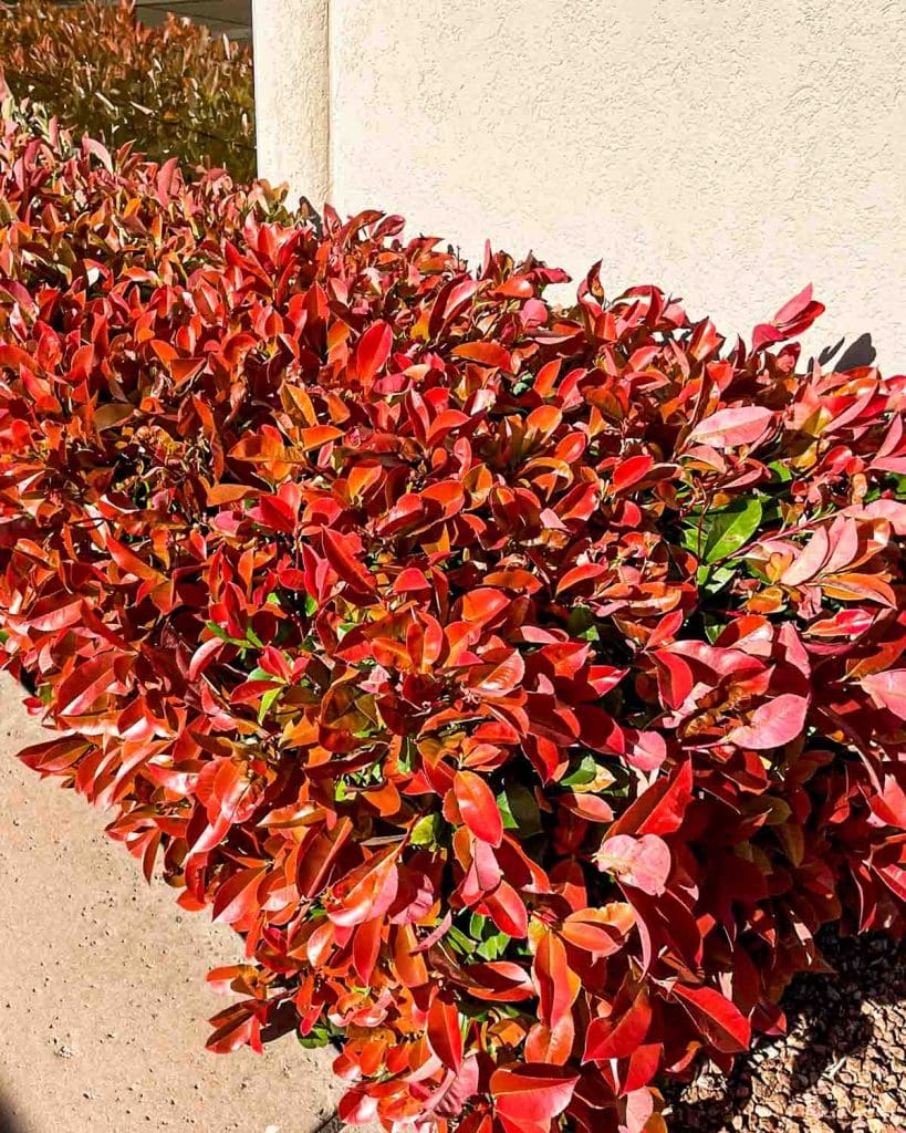 Crvena fotinija 'Magical Volcano' (Photinia fraseri) (XXL) - Džungla Plants