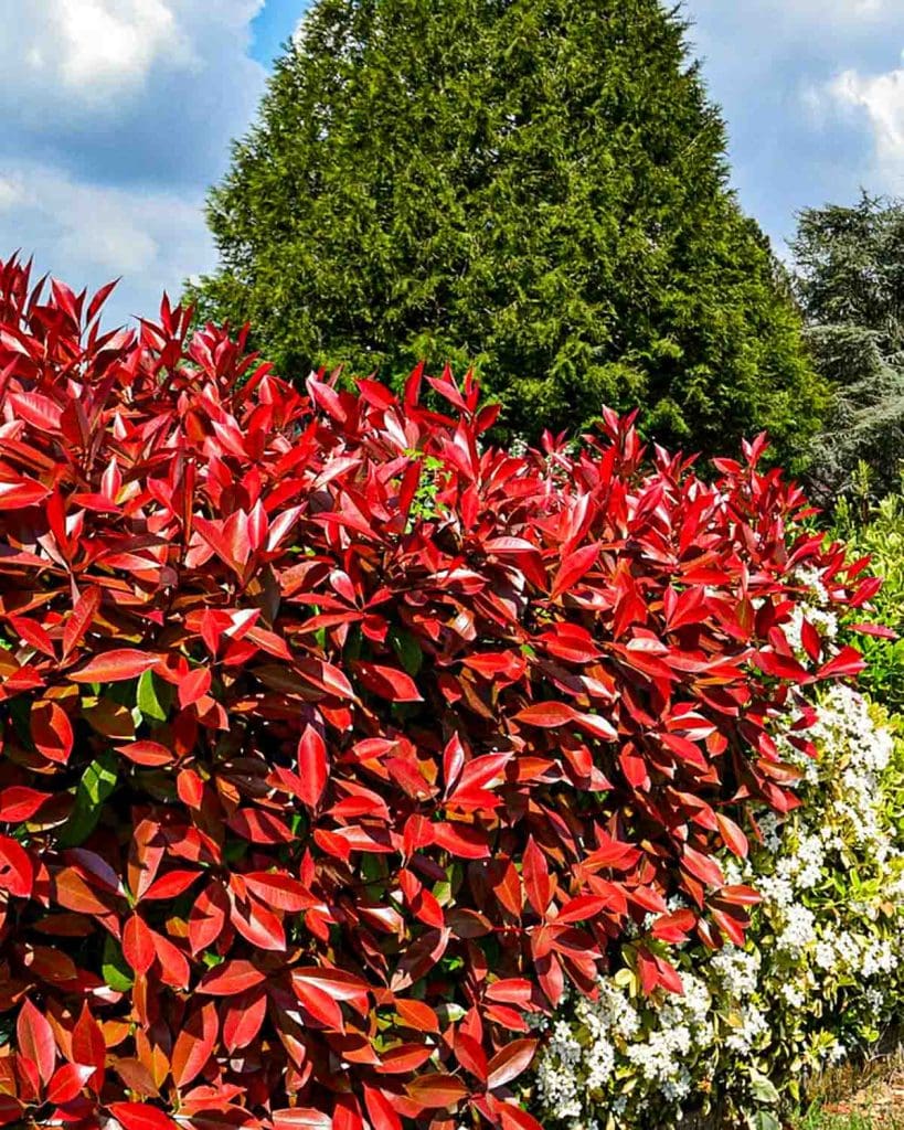 Crvena fotinija 'Magical Volcano' (Photinia fraseri) (XXL) - Džungla Plants
