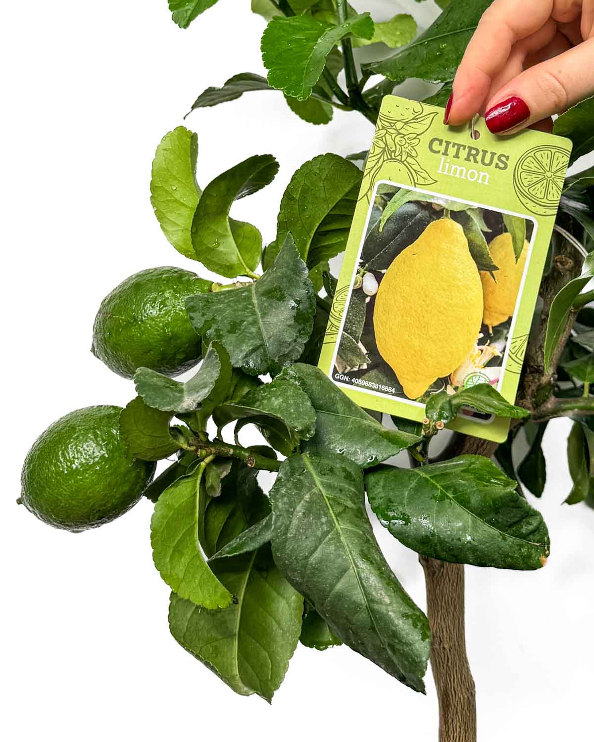 Limun (Citrus x limon) (XL) - Džungla Plants