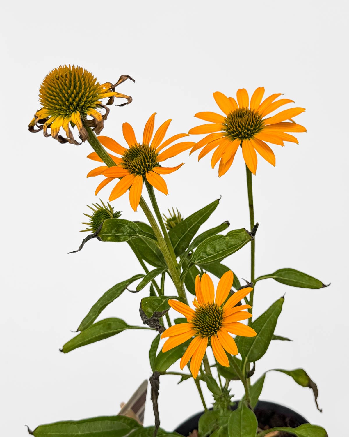 Američki slamnik 'Sombrero Yellow' (Echinacea) 'SPASI ME' (L) - Džungla ...