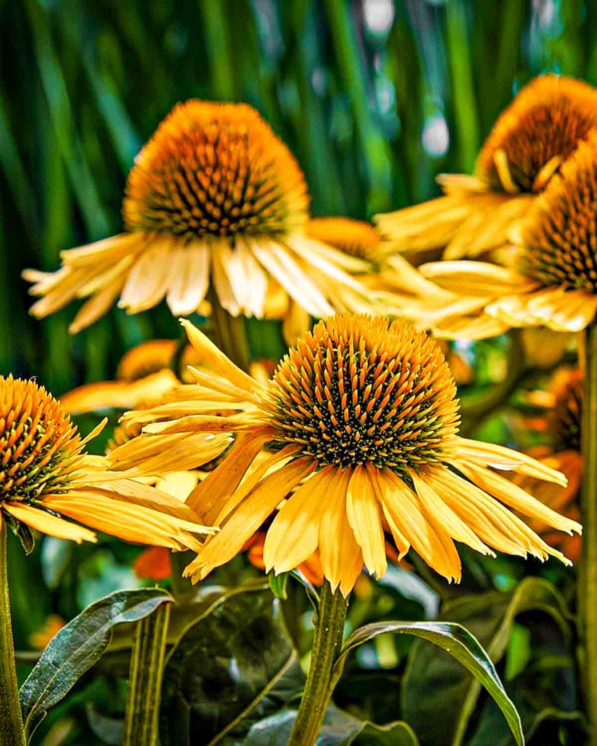 Američki slamnik 'Sombrero Yellow' (Echinacea) 'SPASI ME' (L) - Džungla ...