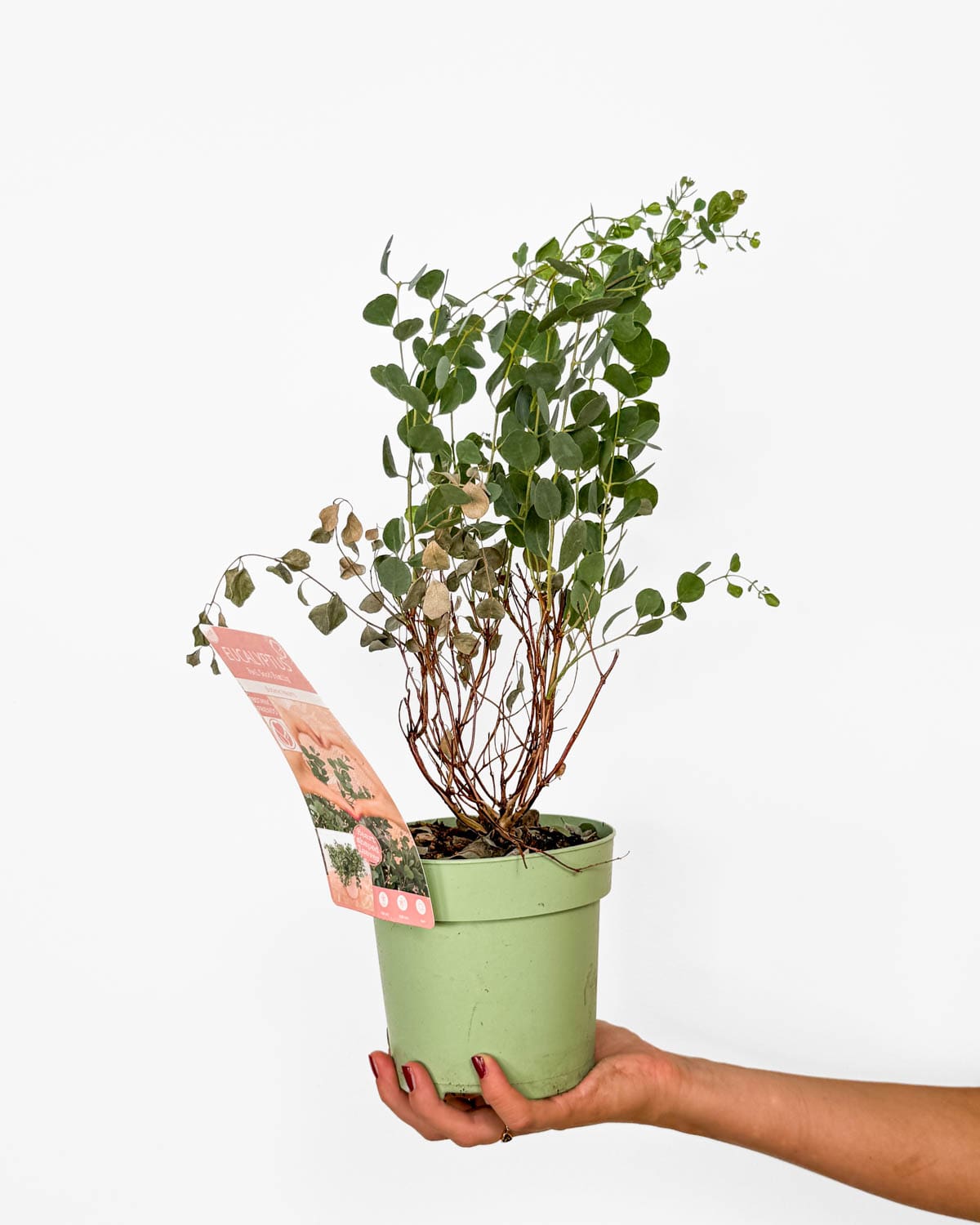 Evkaliptus 'Botanic Hearts' (Eucalyptus websteriana) 'SPASI ME' (L ...
