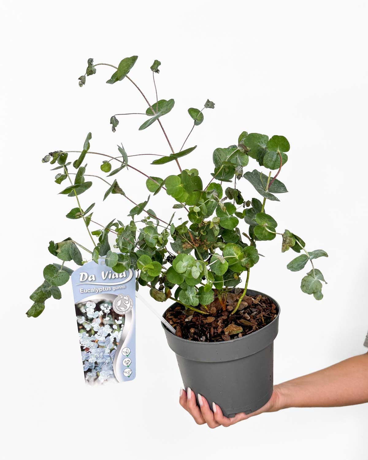 Evkaliptus 'SPASI ME'(Eucalyptus gunnii) (L) - Džungla Plants